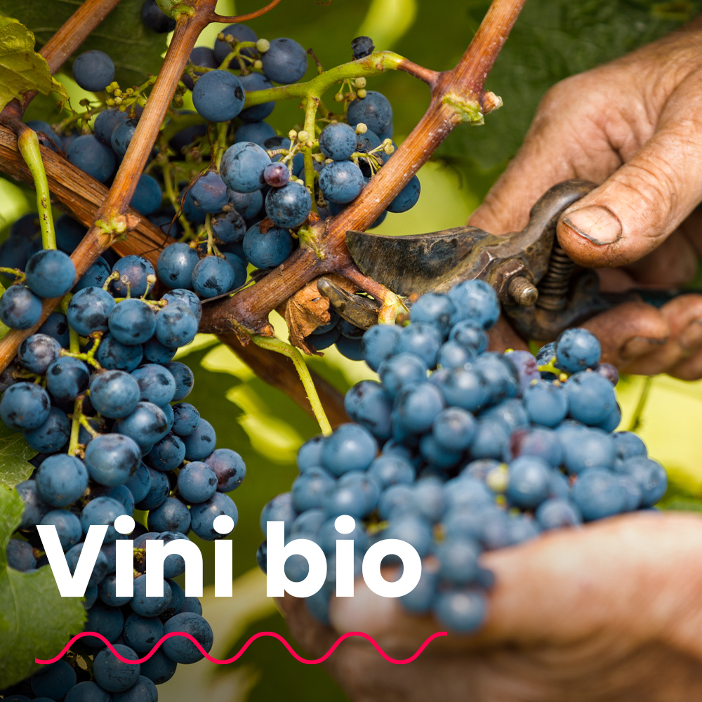 Vini Bio – WineryPop